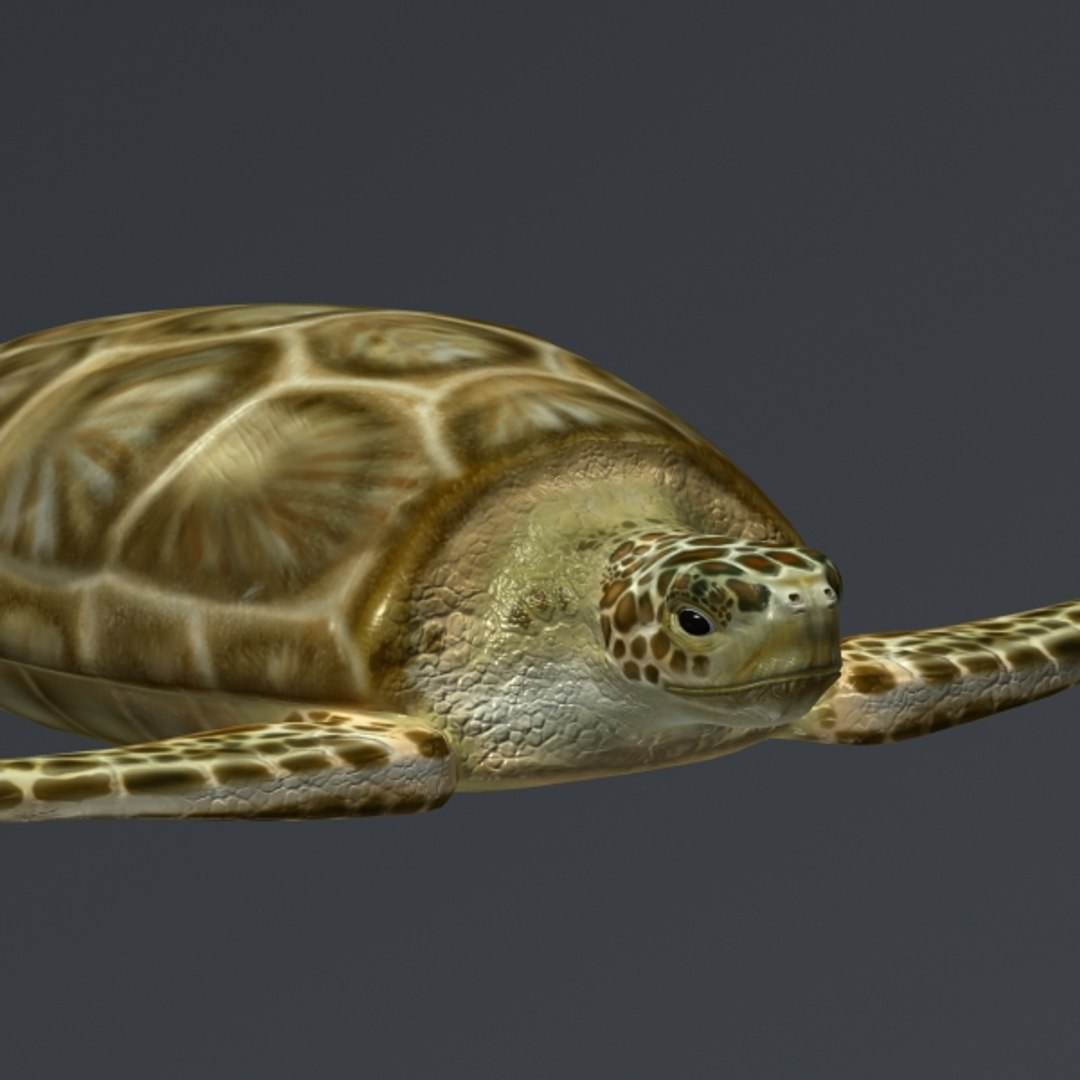 3d Model Turtle Sea