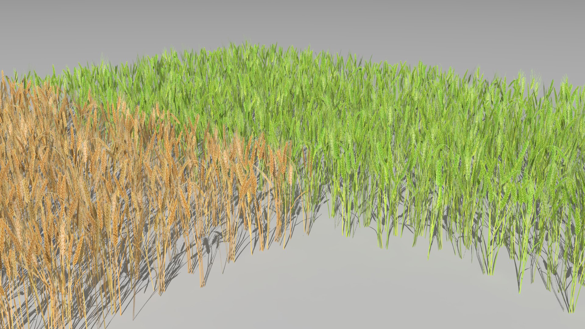Wheat Field 3D Model - TurboSquid 1755459