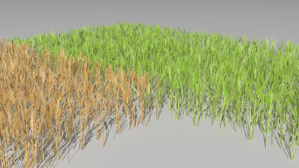 Wheat field 3D model - TurboSquid 1755459