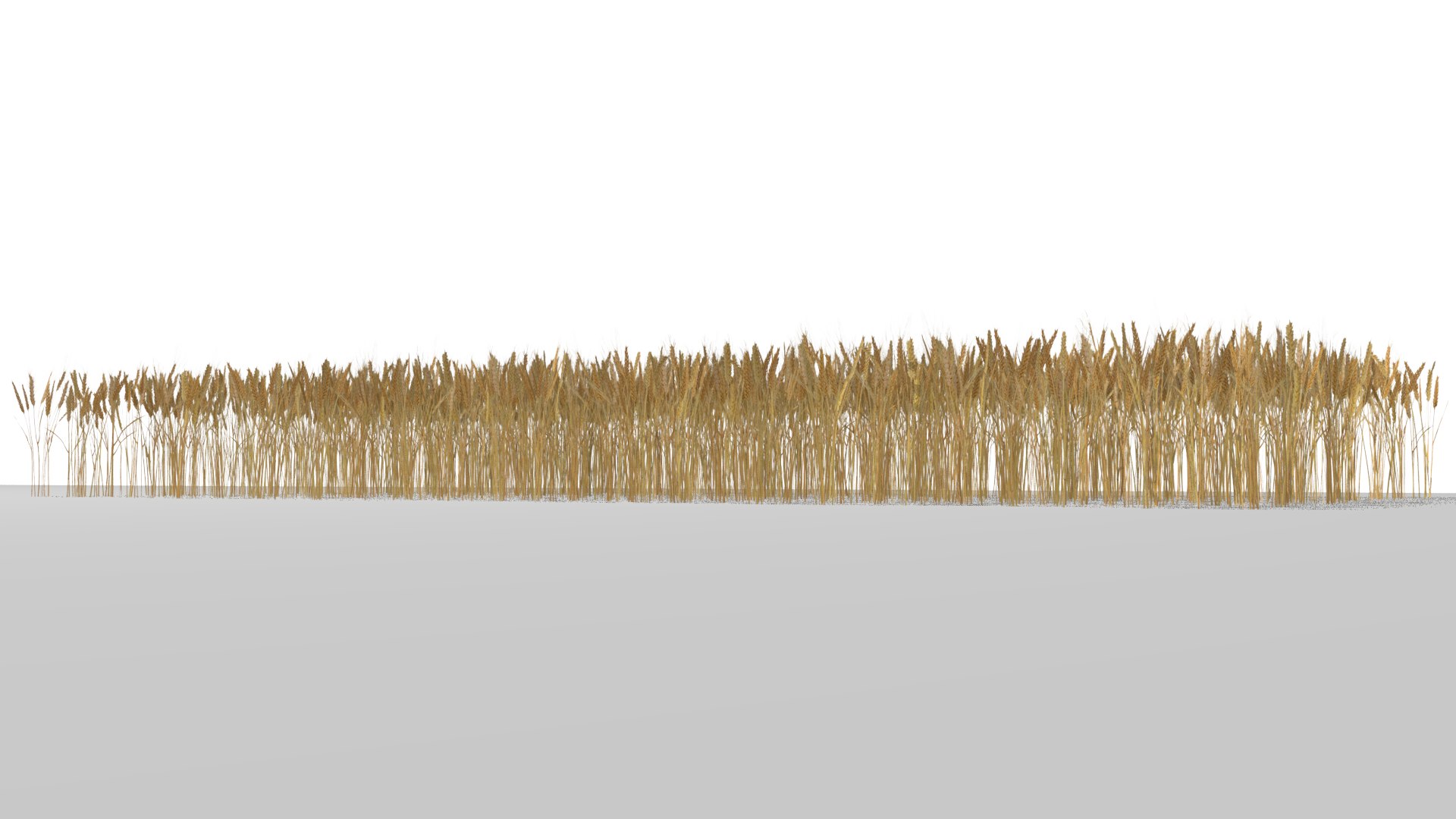 Wheat Field 3D Model - TurboSquid 1755459