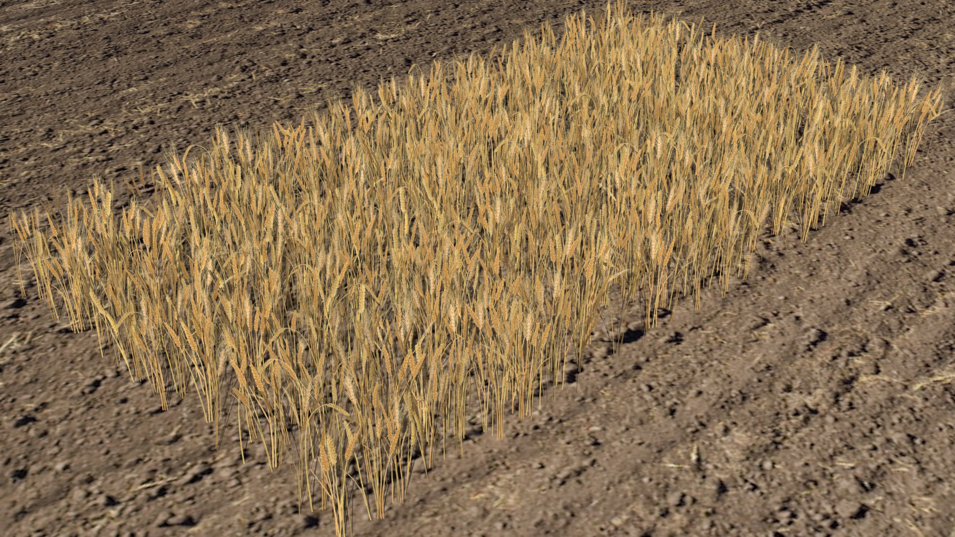 Wheat Field 3D Model - TurboSquid 1755459