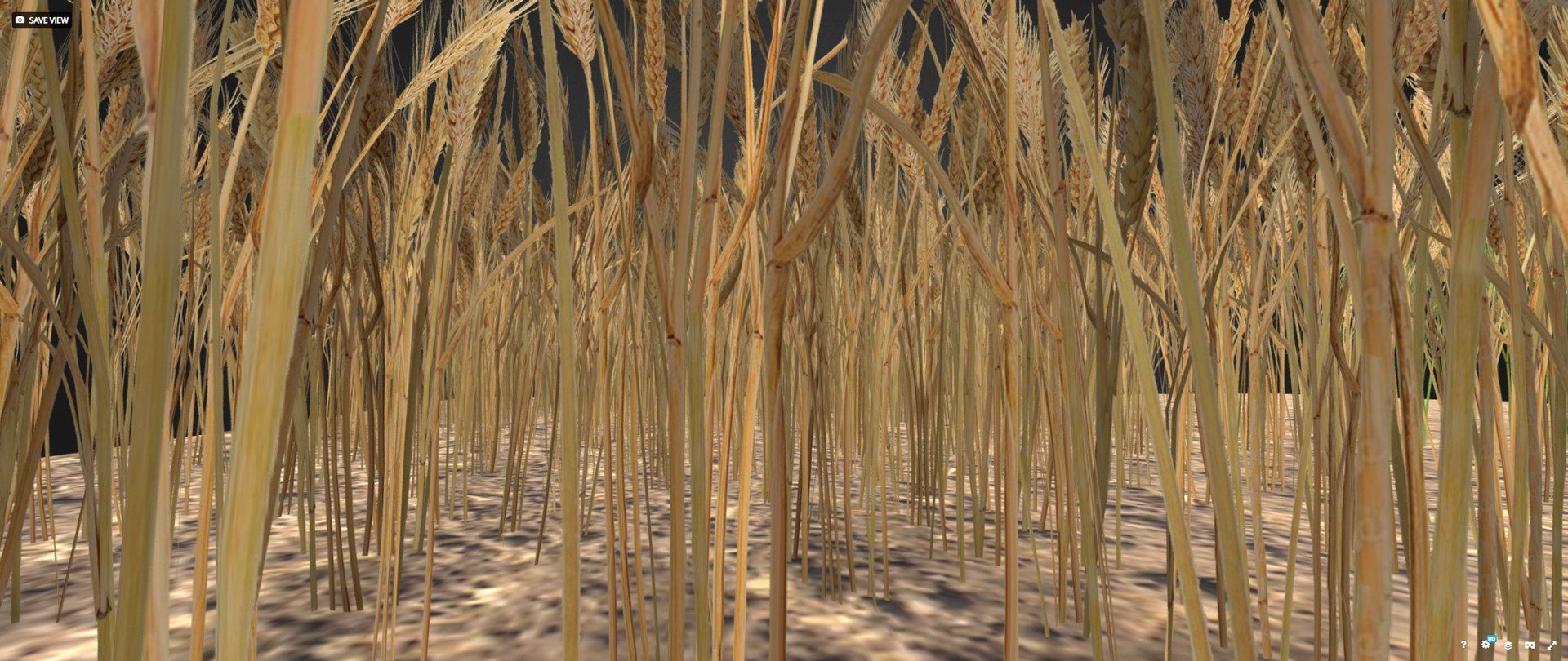 Wheat Field 3D Model - TurboSquid 1755459