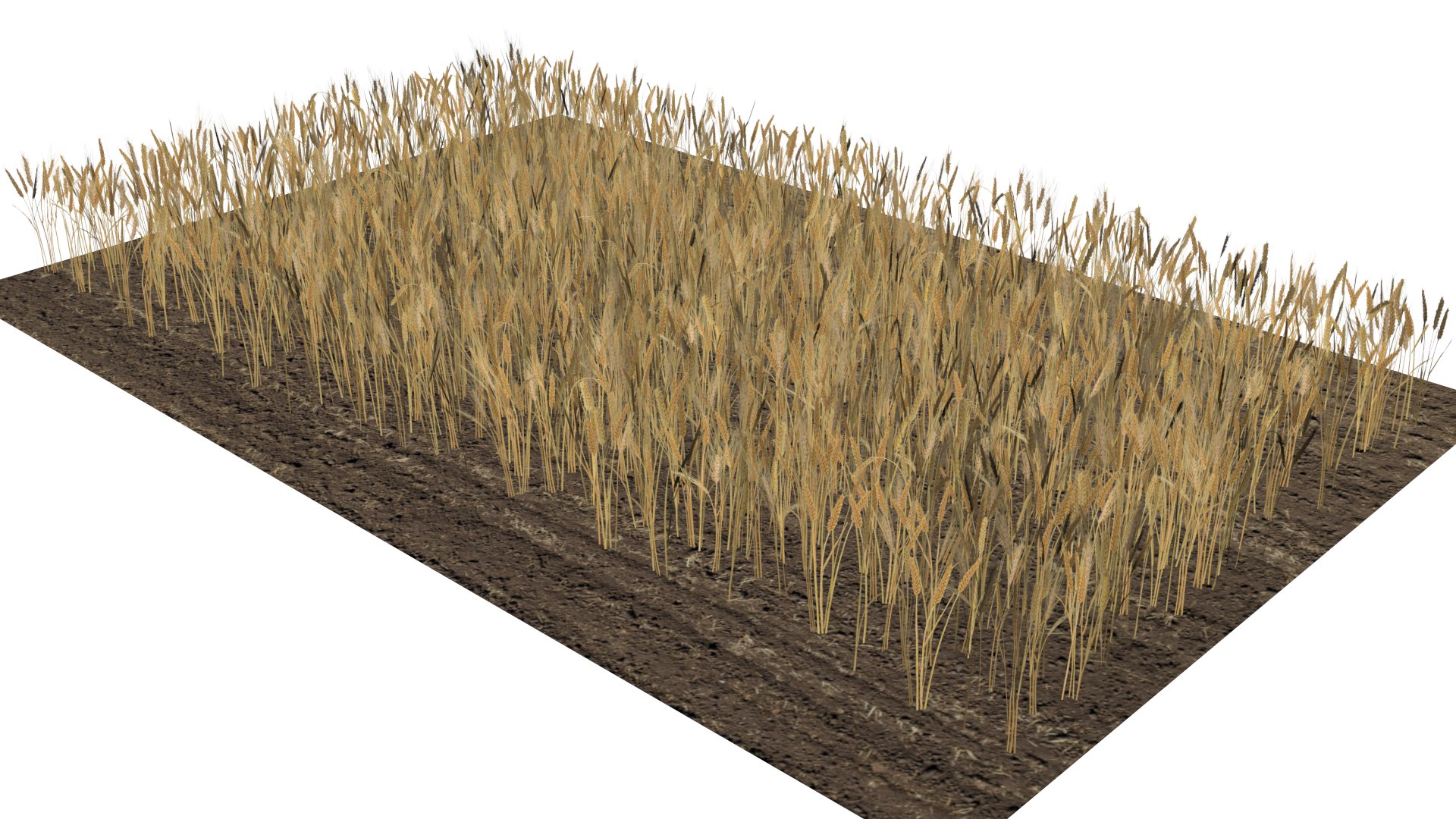 Wheat Field 3D Model - TurboSquid 1755459