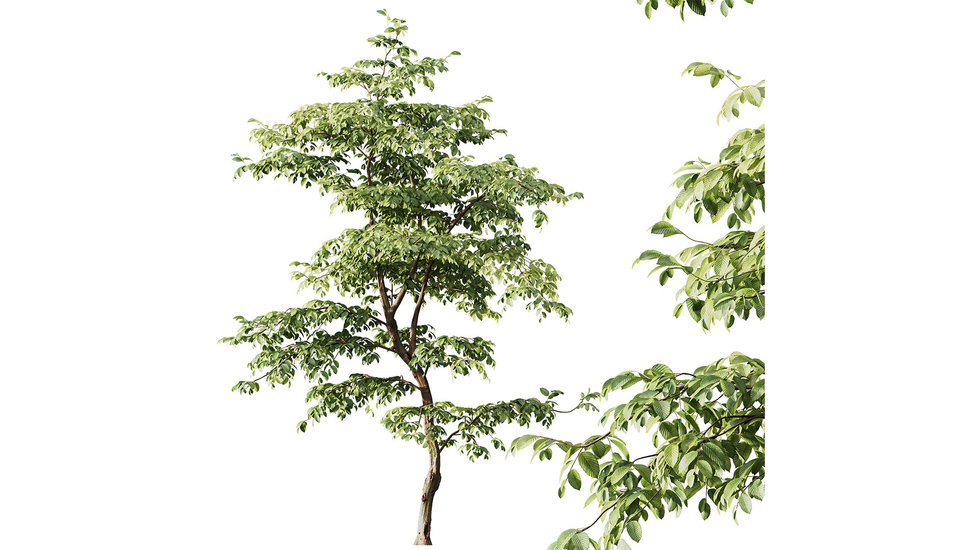 3D 6 Different SETS Of Tree SET VOL15 Model - TurboSquid 2150464