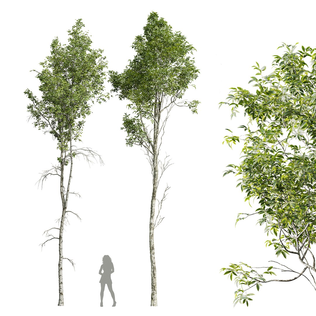 3D 6 Different SETS Of Tree SET VOL15 Model - TurboSquid 2150464