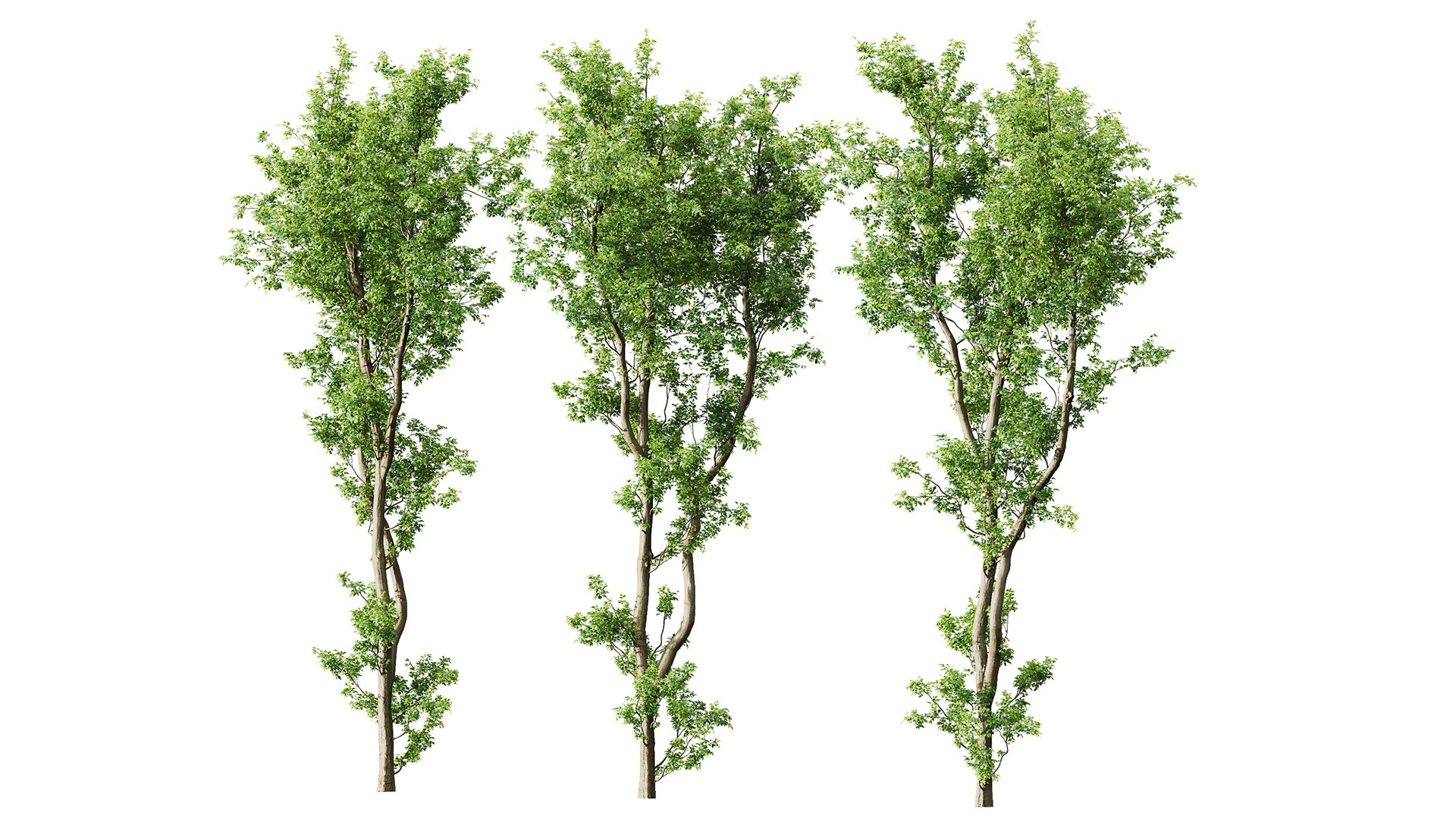 3D 6 Different SETS Of Tree SET VOL15 Model - TurboSquid 2150464