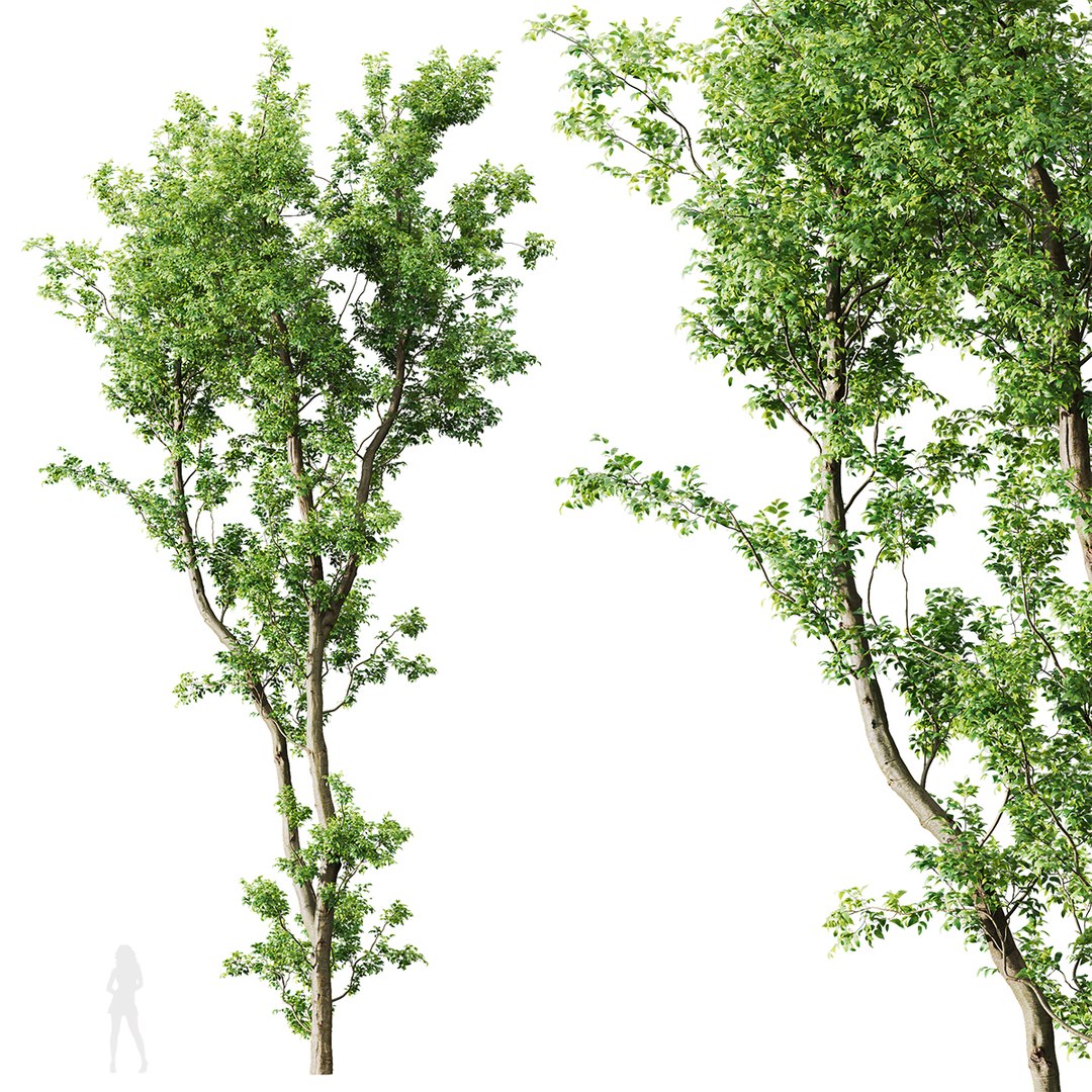 3D 6 Different SETS Of Tree SET VOL15 Model - TurboSquid 2150464