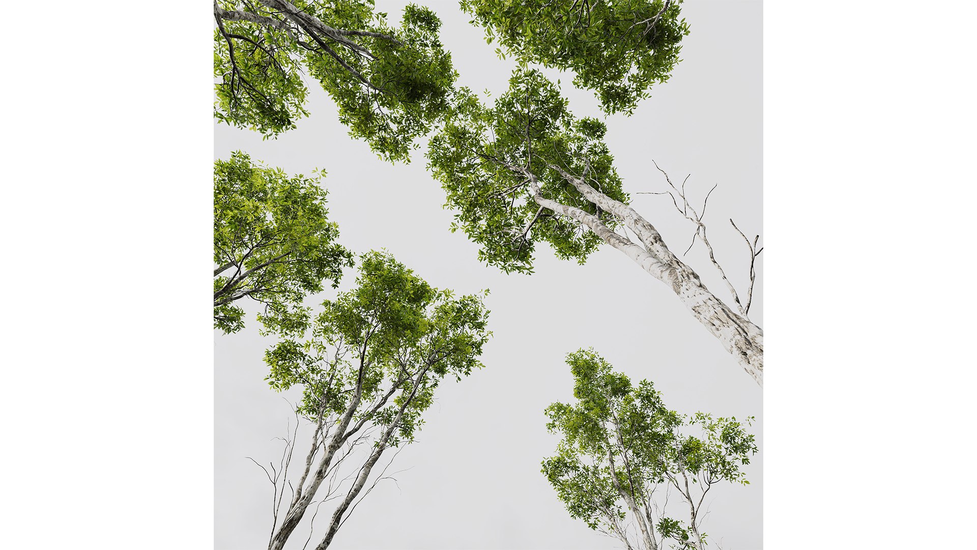 3D 6 Different SETS Of Tree SET VOL15 Model - TurboSquid 2150464
