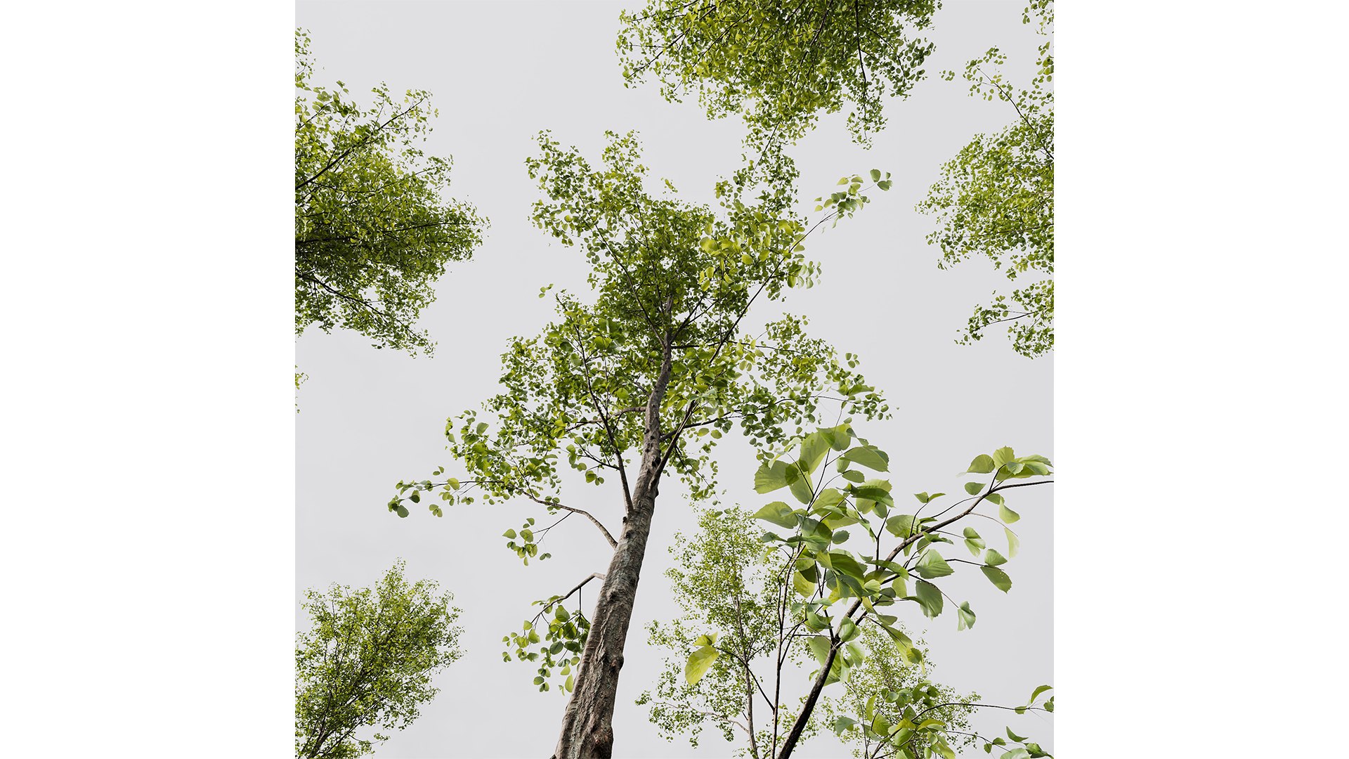 3D 6 Different SETS Of Tree SET VOL15 Model - TurboSquid 2150464