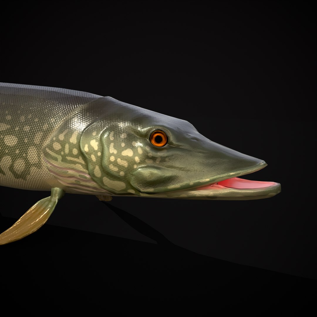 3D Northern Spotted Pike - TurboSquid 2153549