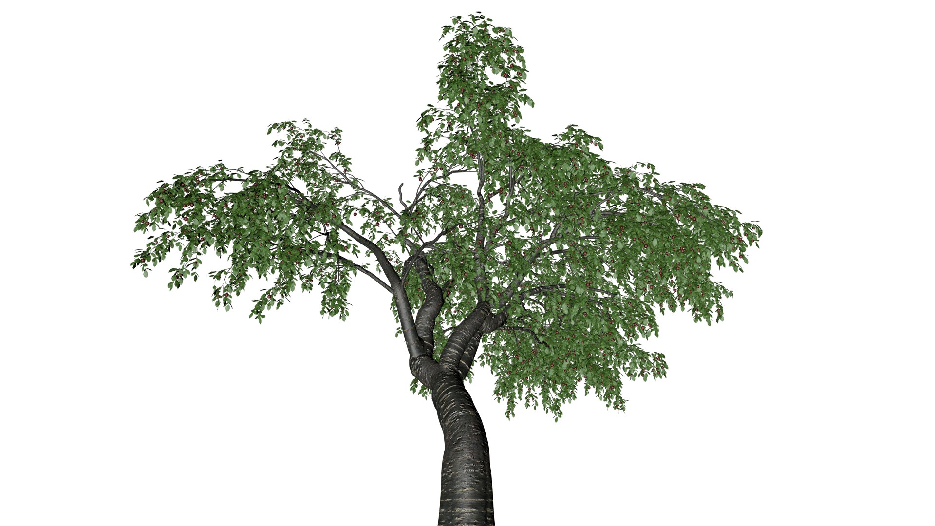 Cherry Tree - 08 - Model - TurboSquid 2374752