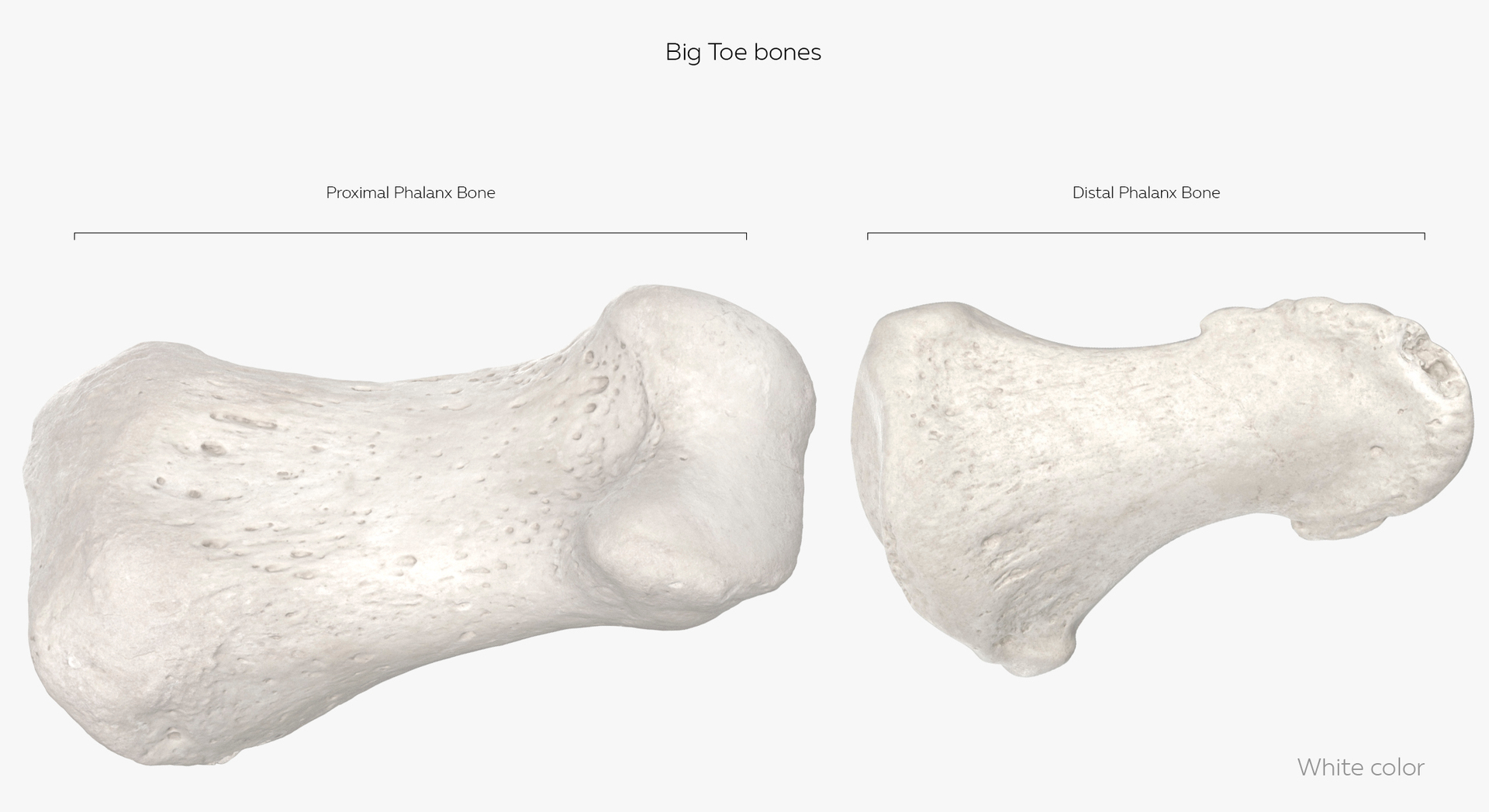 Human Phalanges Bones of the Big Toe White and Yellow - 4 models 3D ...