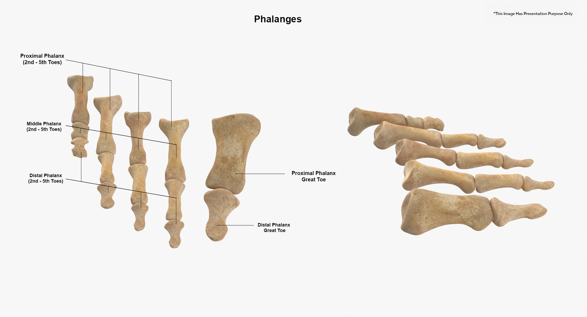 modelo 3d Falanges humanas Huesos del dedo gordo del pie Blanco y ...