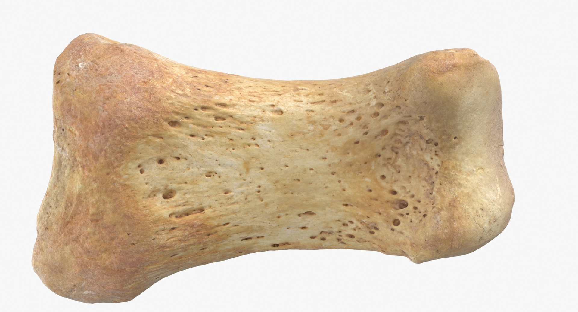 Human Phalanges Bones of the Big Toe White and Yellow - 4 models 3D ...