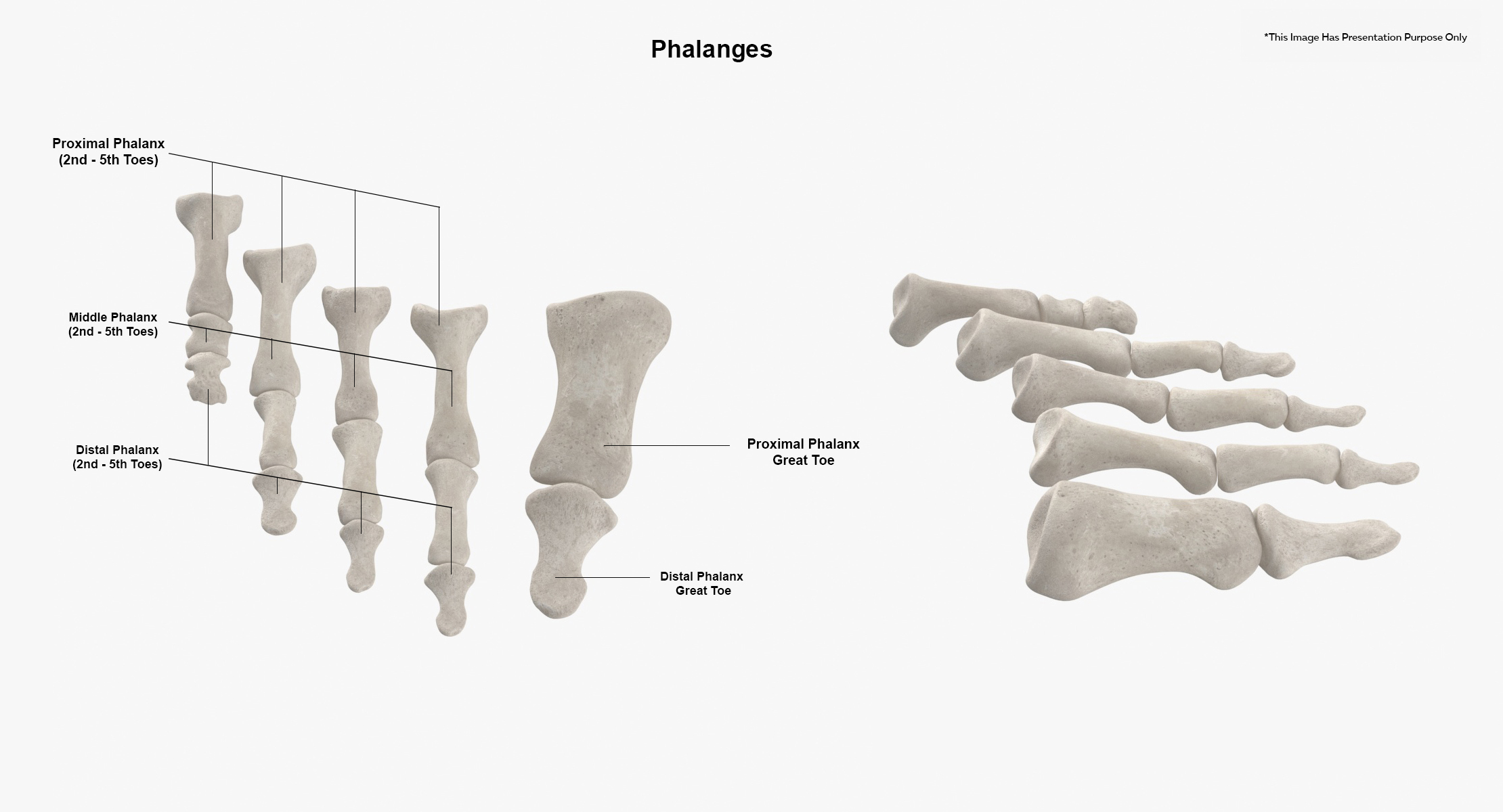Human Phalanges Bones of the Big Toe White and Yellow - 4 models 3D ...