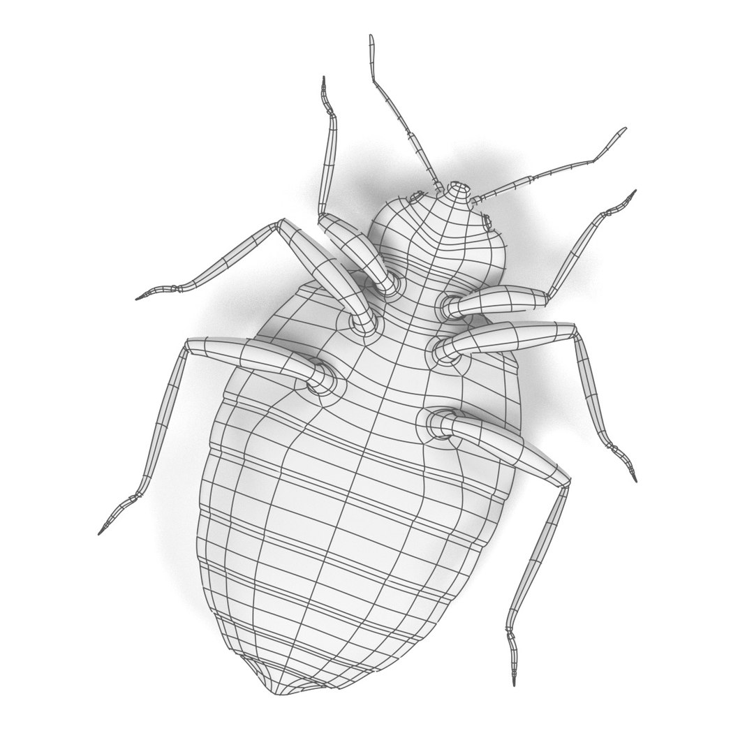 Bedbug Male 3d 3ds