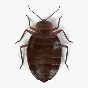 3D Bedbug Models - Browse & Download Formats - TurboSquid