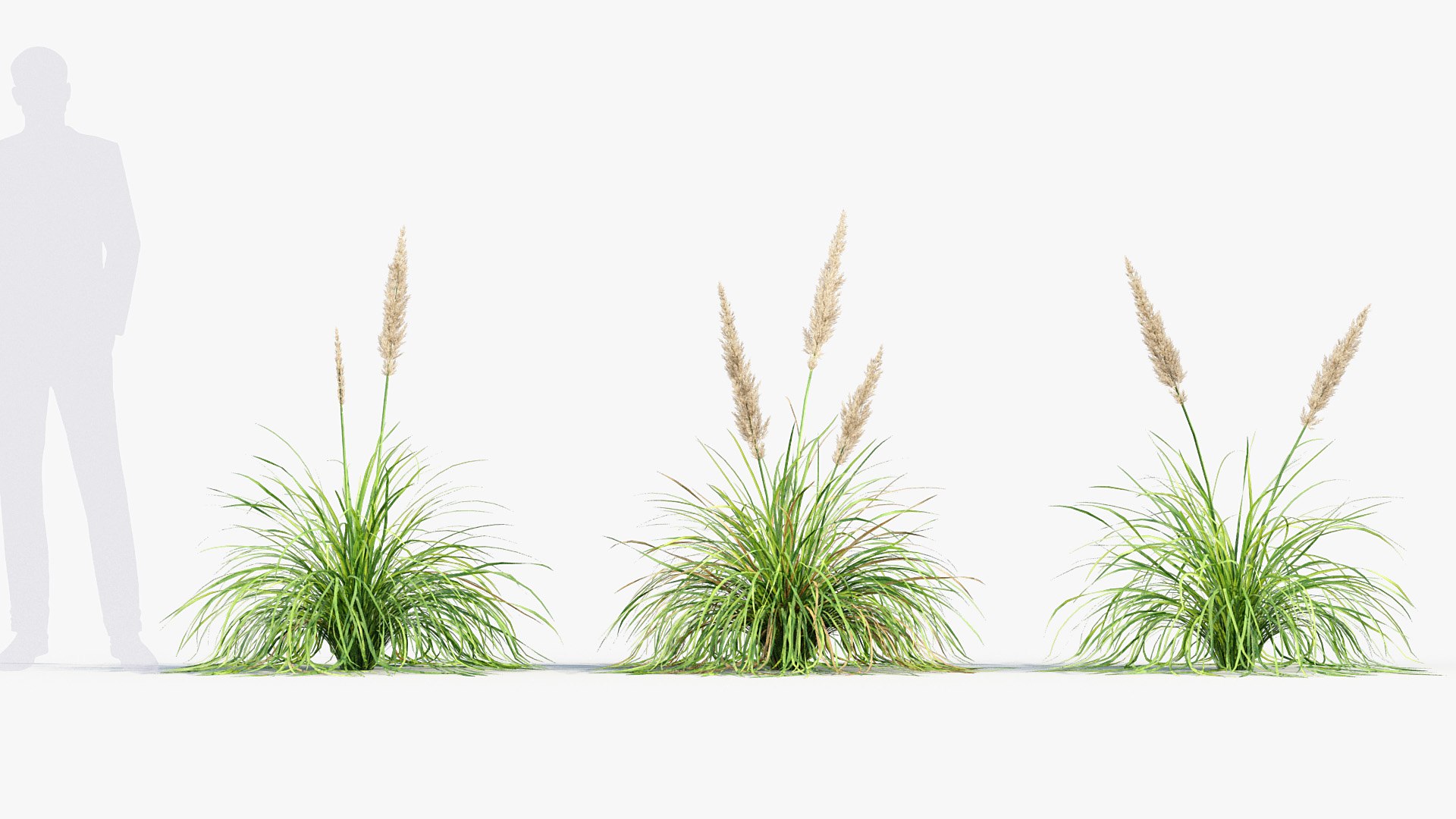 3D Model Cortaderia Selloana Pampas Grass 01 - TurboSquid 2056655