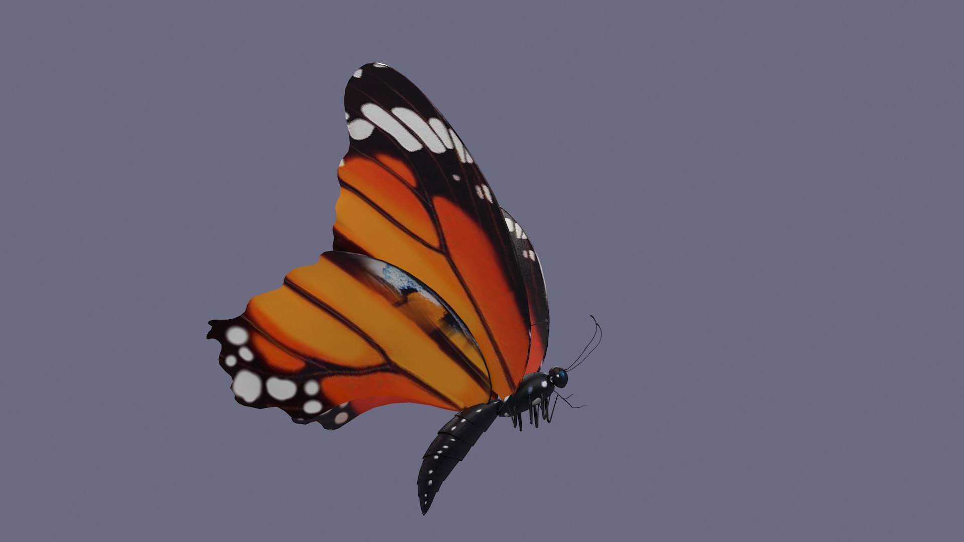 3D Butterfly Antenna Wing Insect Fly Wildlife Summer Sky Model ...