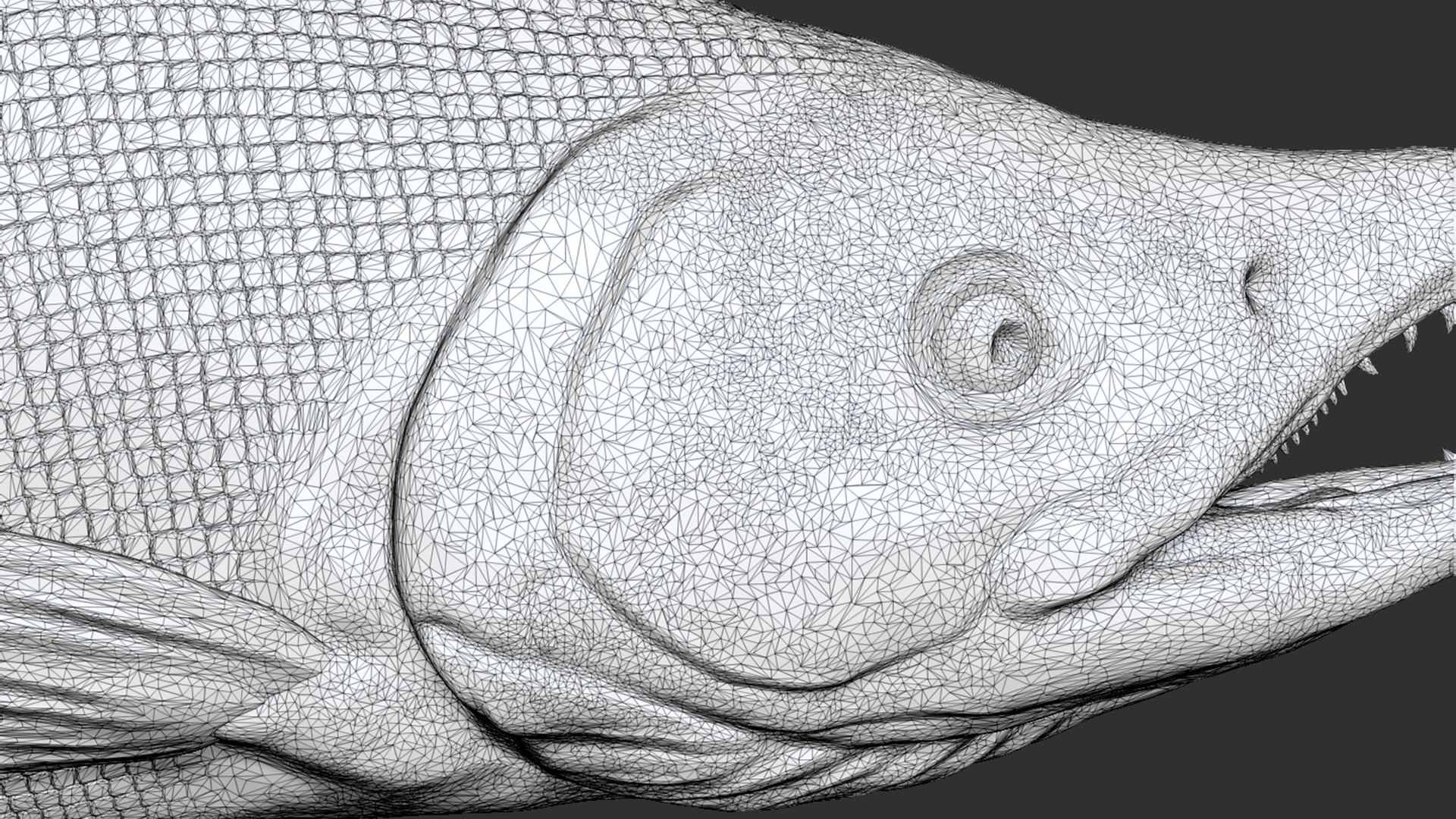 3D Sockeye Salmon Model - TurboSquid 1797915