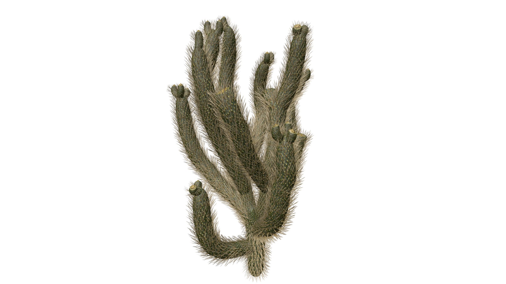 Cholla Cactus Plant - 01 - 3D Model - TurboSquid 2371920