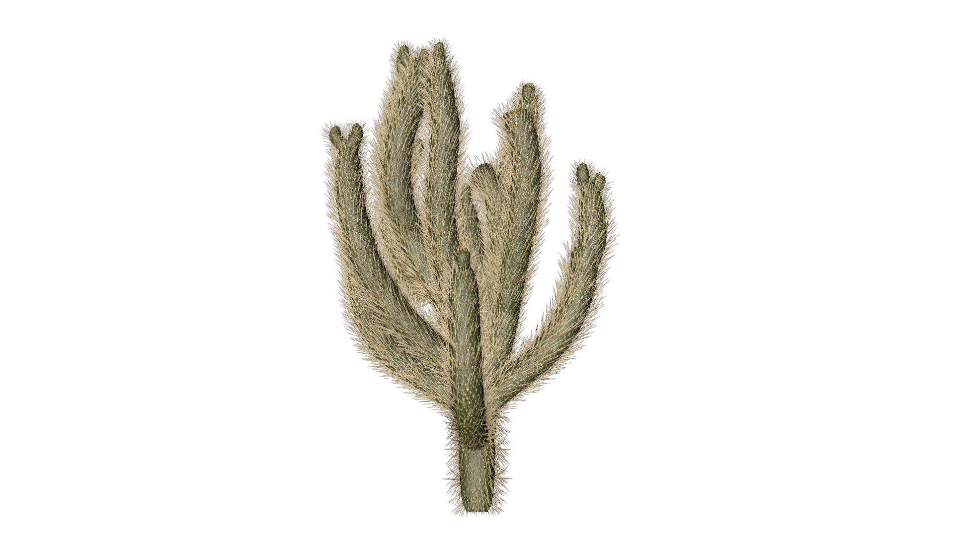 Cholla Cactus Plant Collection 3D - TurboSquid 2377978