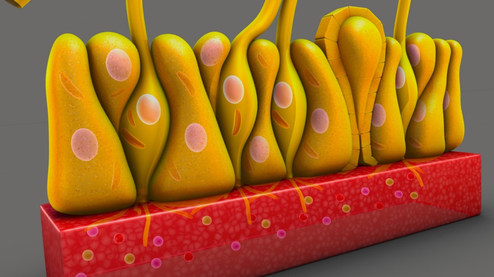 Nasal receptors 3D model - TurboSquid 1260280