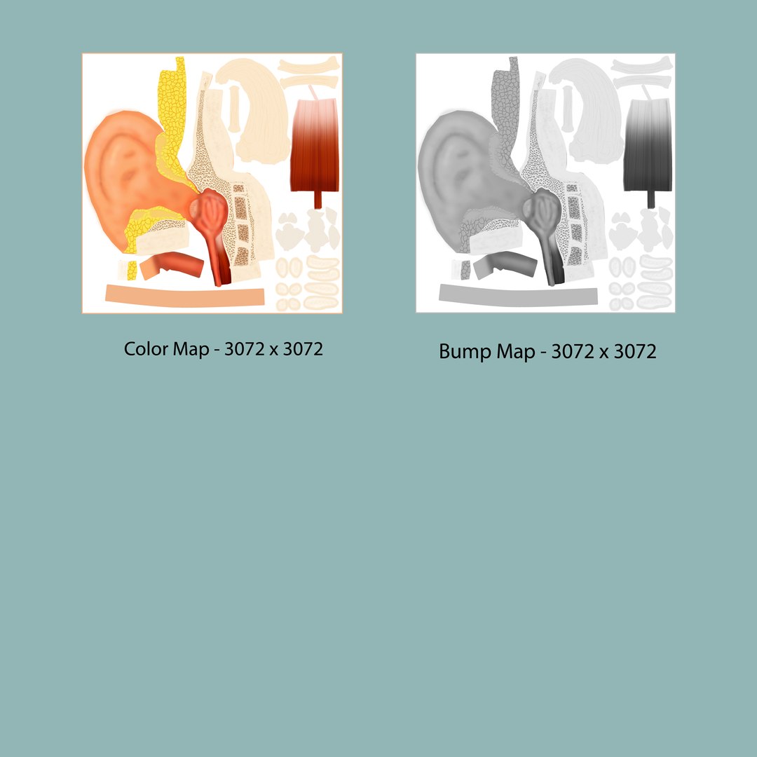 Nasal receptors 3D model - TurboSquid 1260280