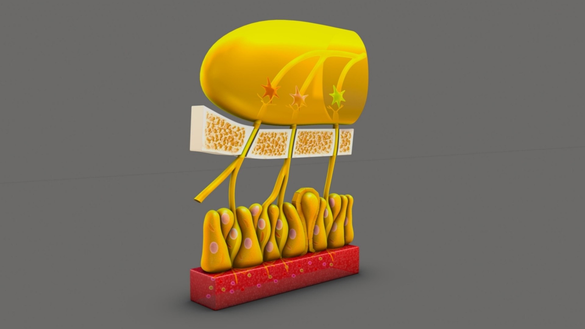 Nasal receptors 3D model - TurboSquid 1260280