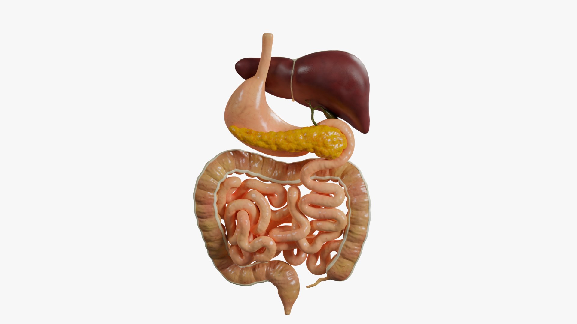 3D Human Digestive System Model - TurboSquid 1901685