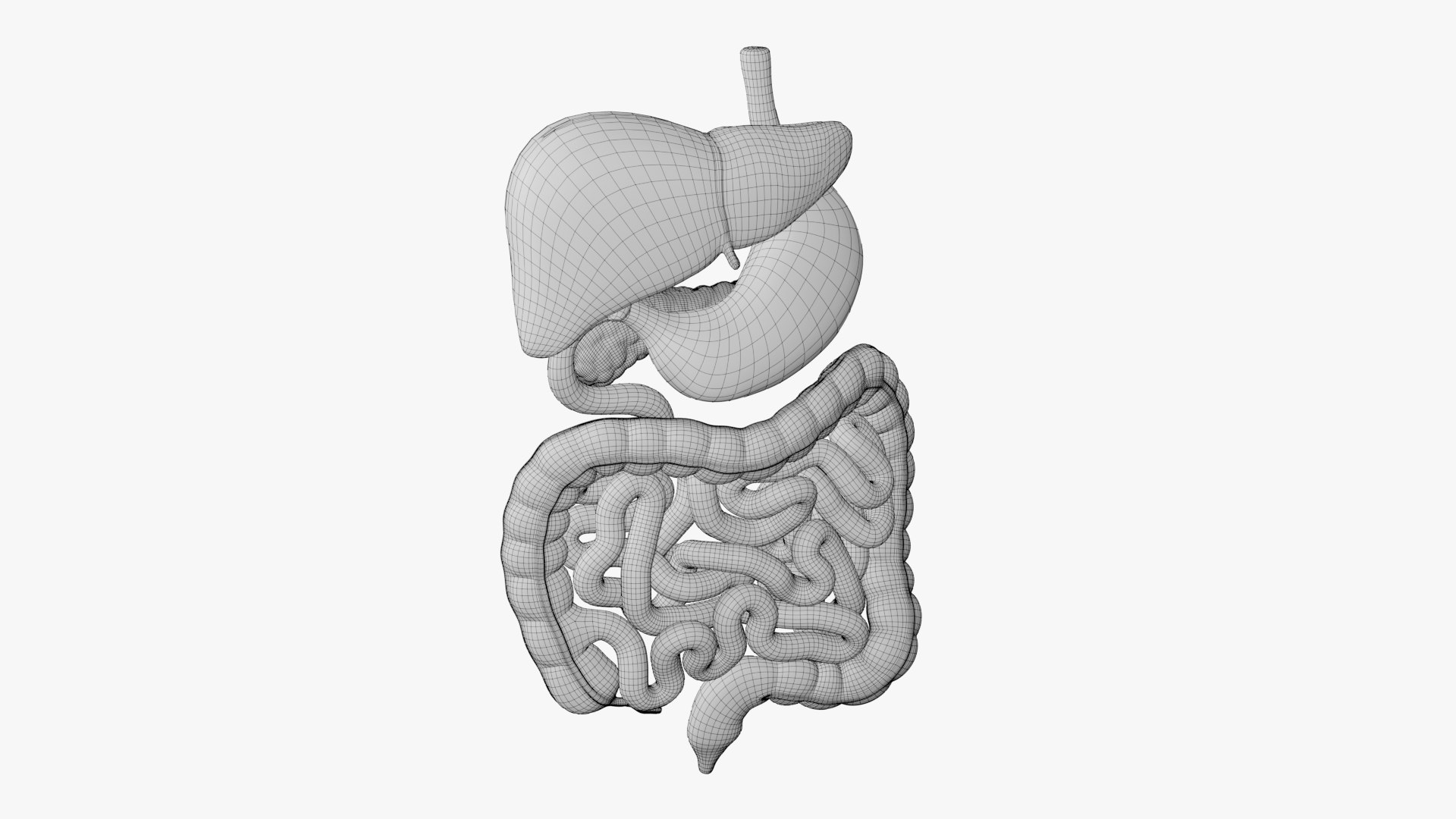 3D Human Digestive System Model - TurboSquid 1901685
