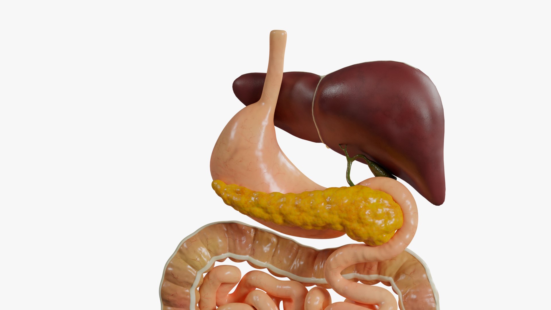 3D Human Digestive System Model - TurboSquid 1901685