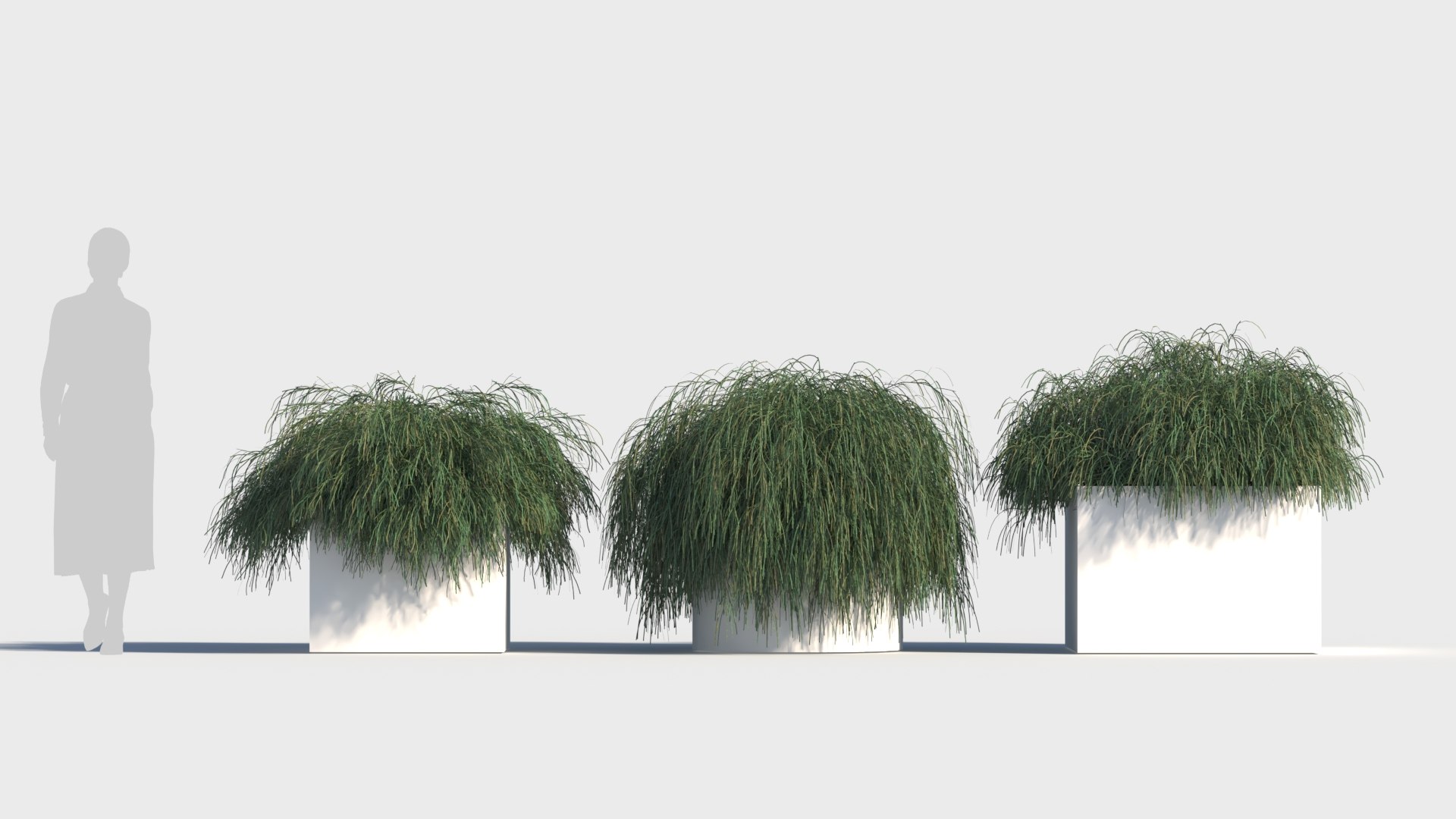 Casuarina Glauca C 3D Model - TurboSquid 2143472