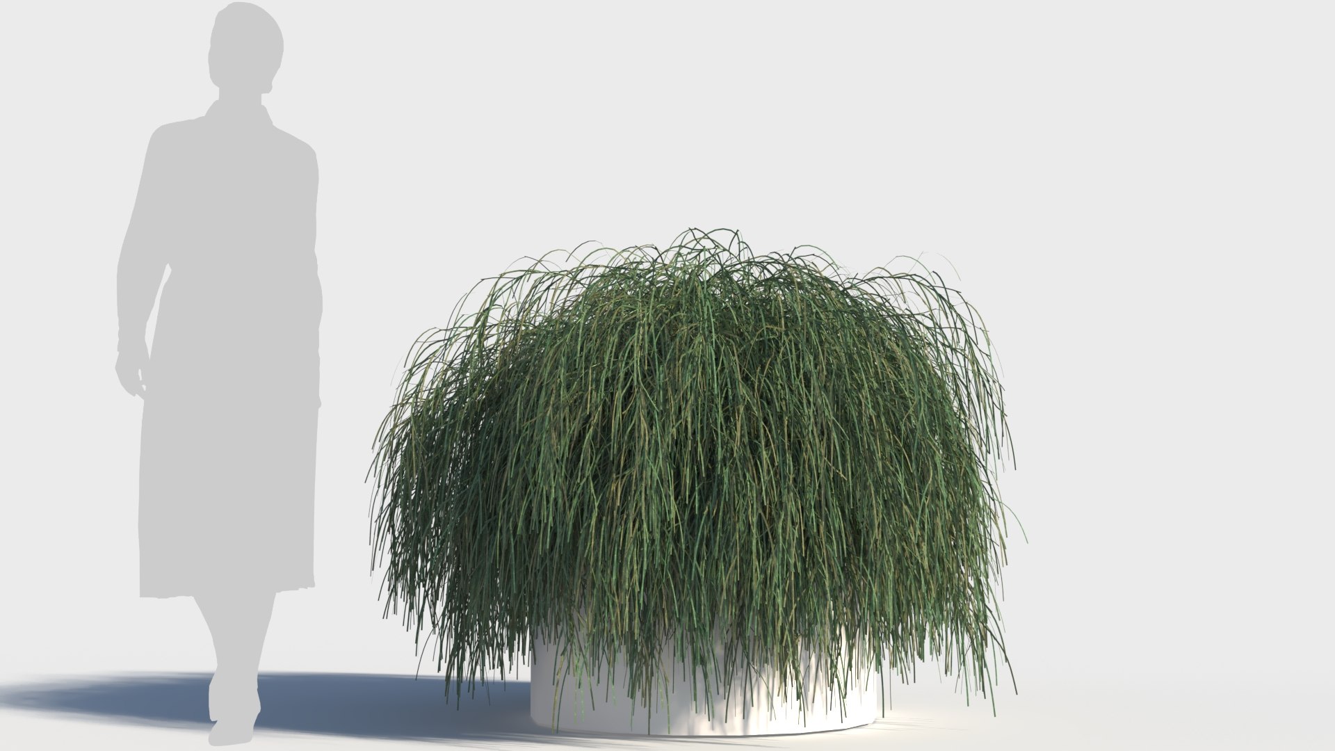 Casuarina Glauca C 3D Model - TurboSquid 2143472