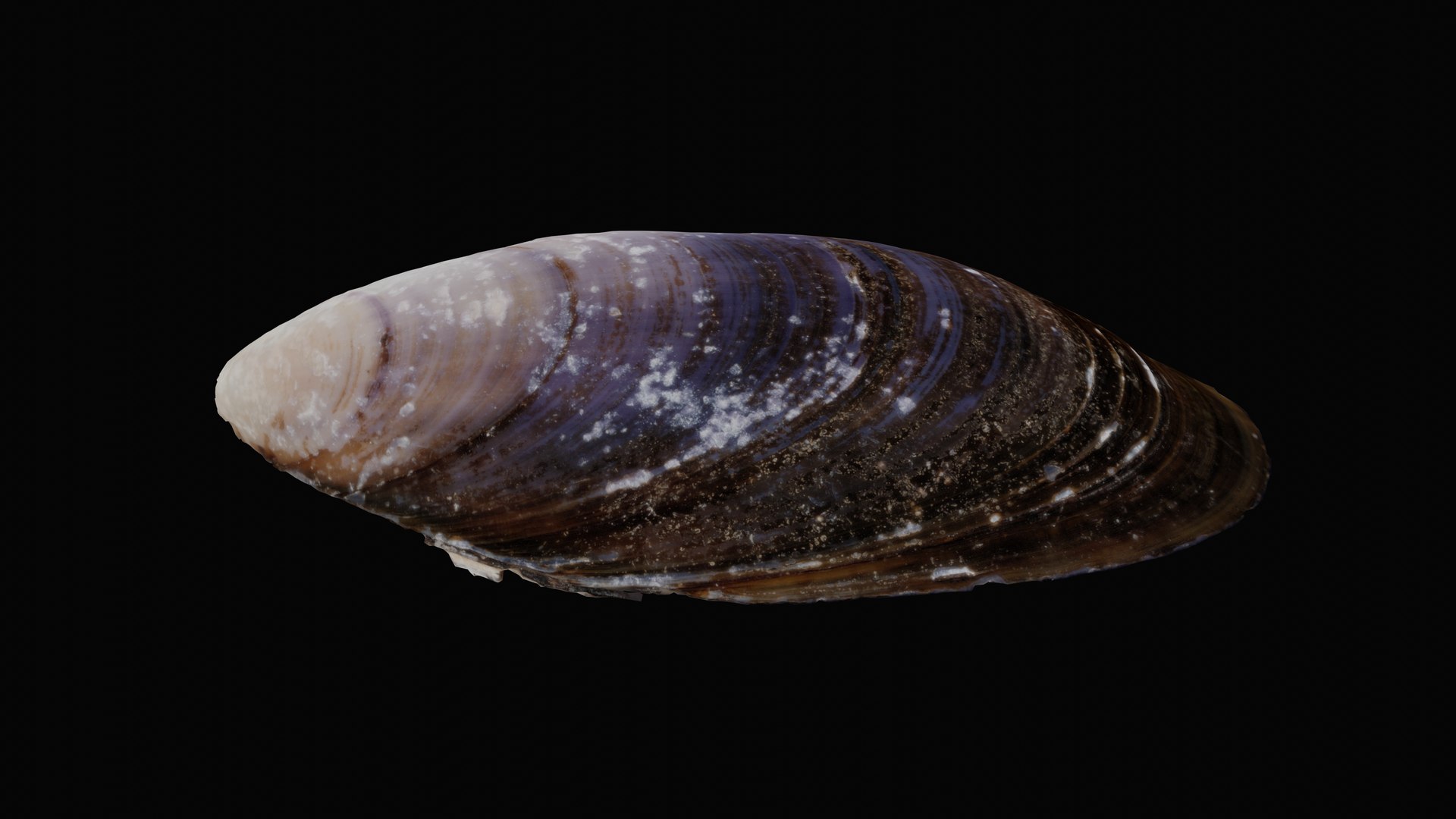 Shell dark tellin model - TurboSquid 1627548