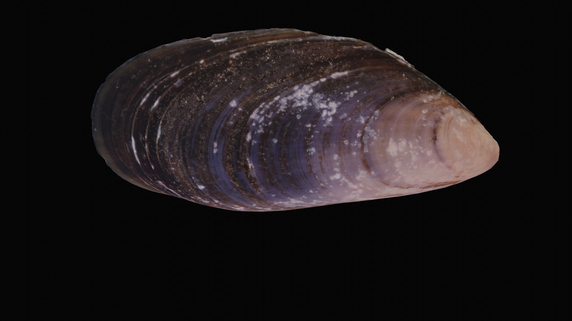 Shell dark tellin model - TurboSquid 1627548