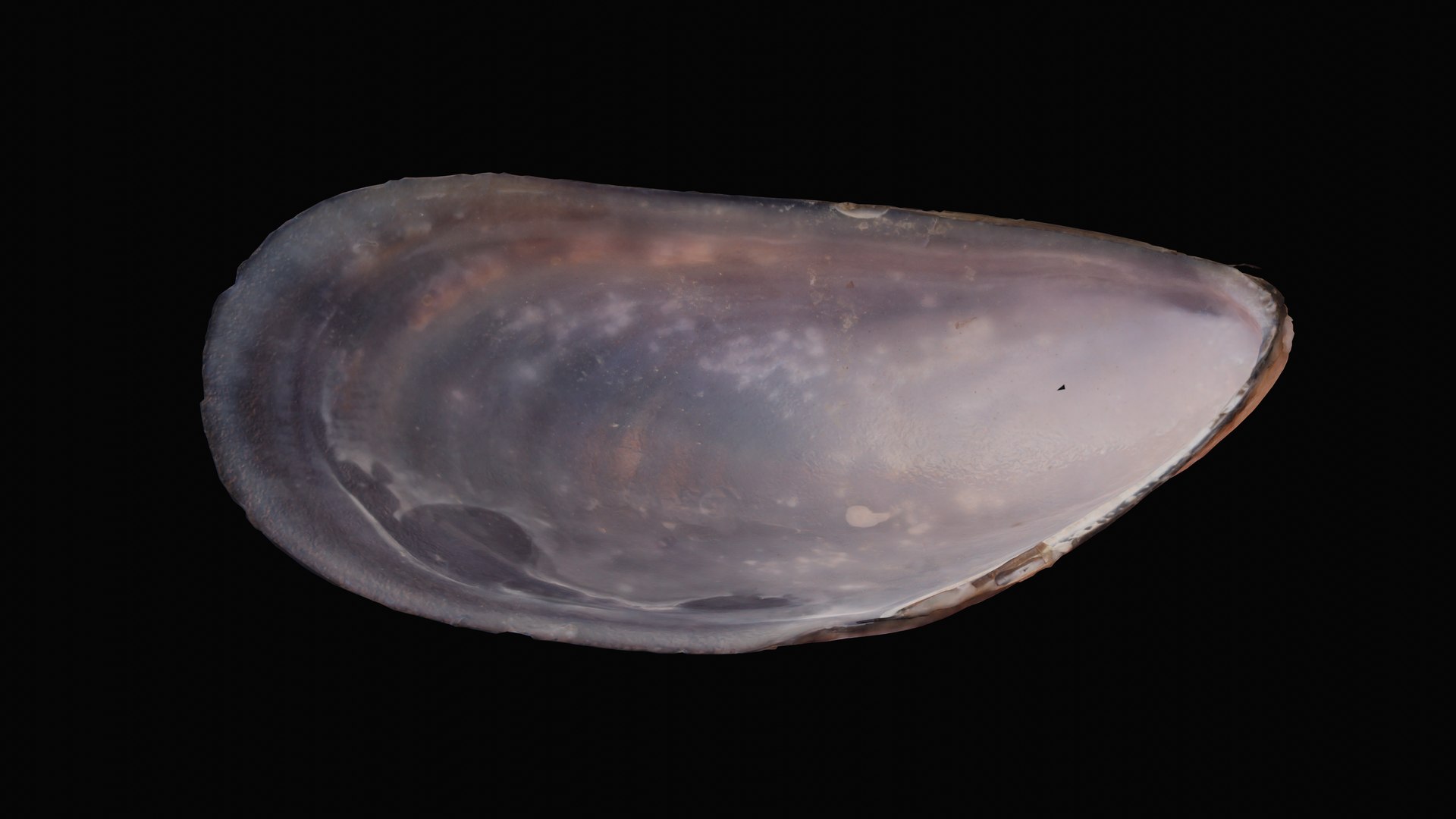 Shell dark tellin model - TurboSquid 1627548