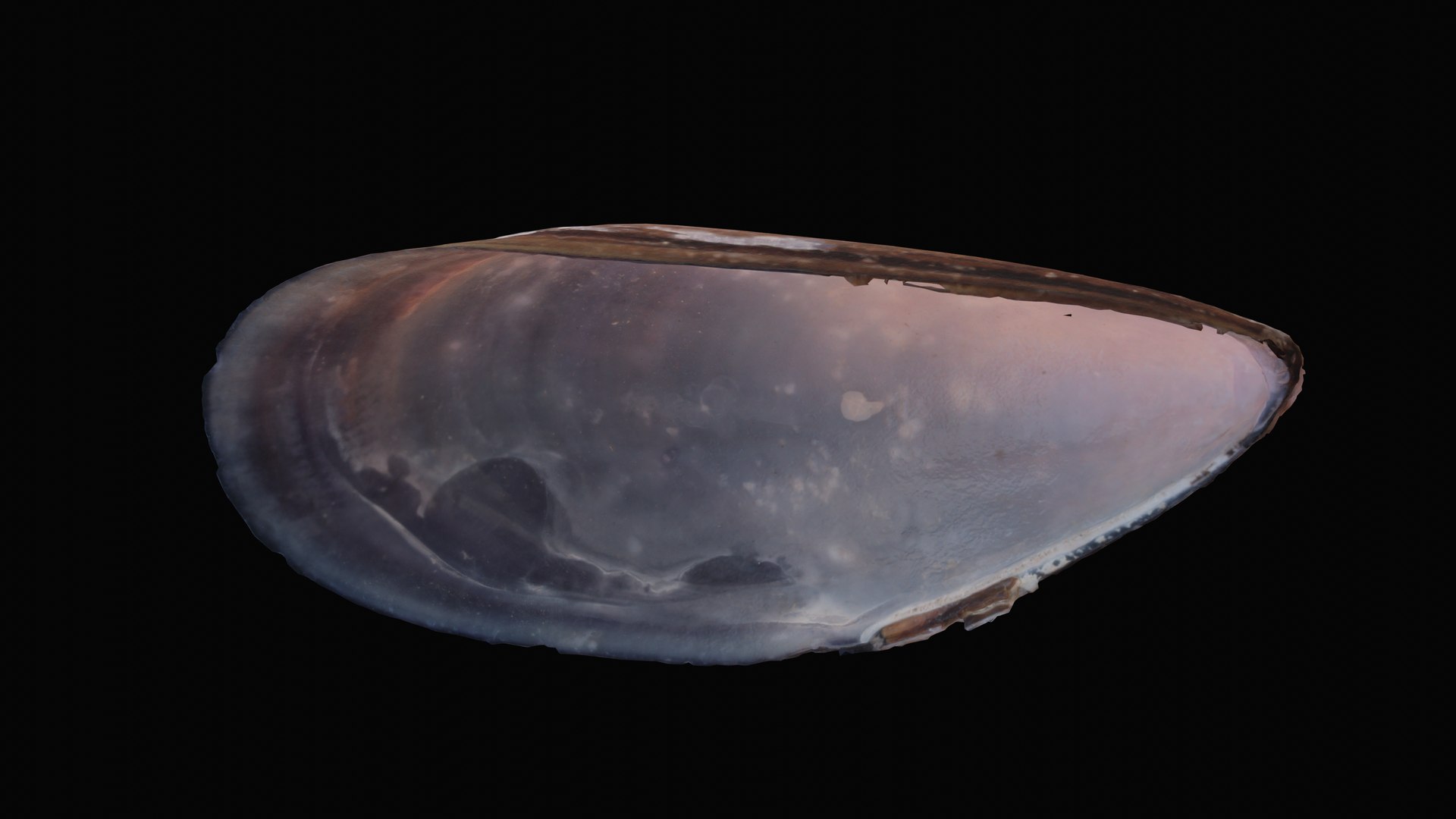 Shell dark tellin model - TurboSquid 1627548