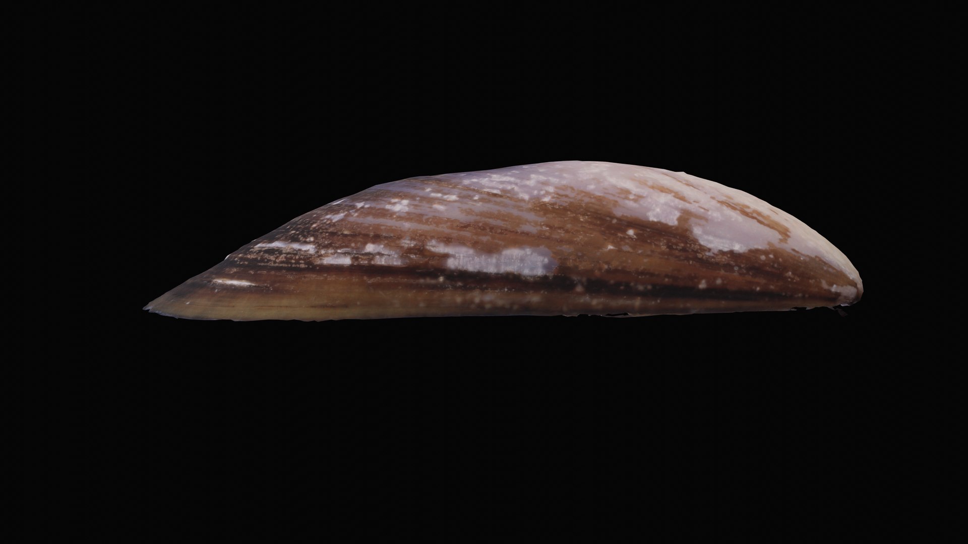 Shell dark tellin model - TurboSquid 1627548