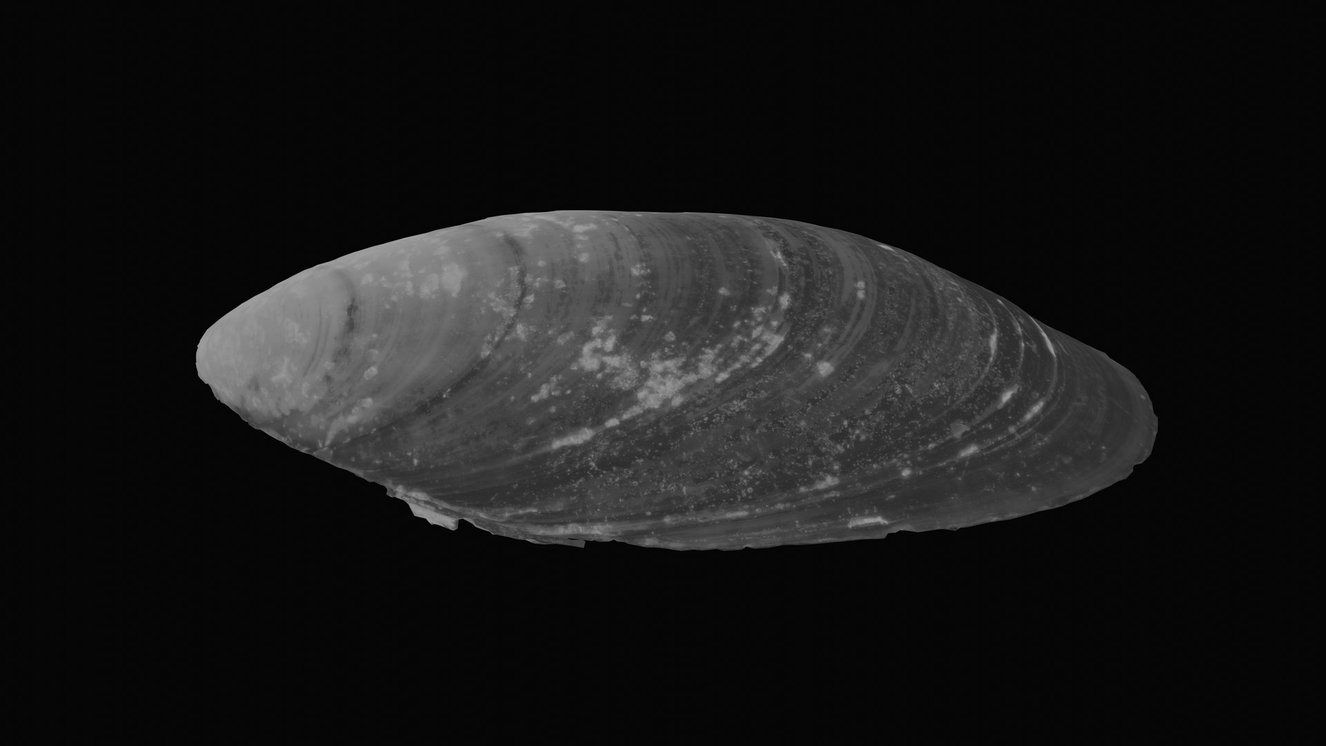 Shell dark tellin model - TurboSquid 1627548