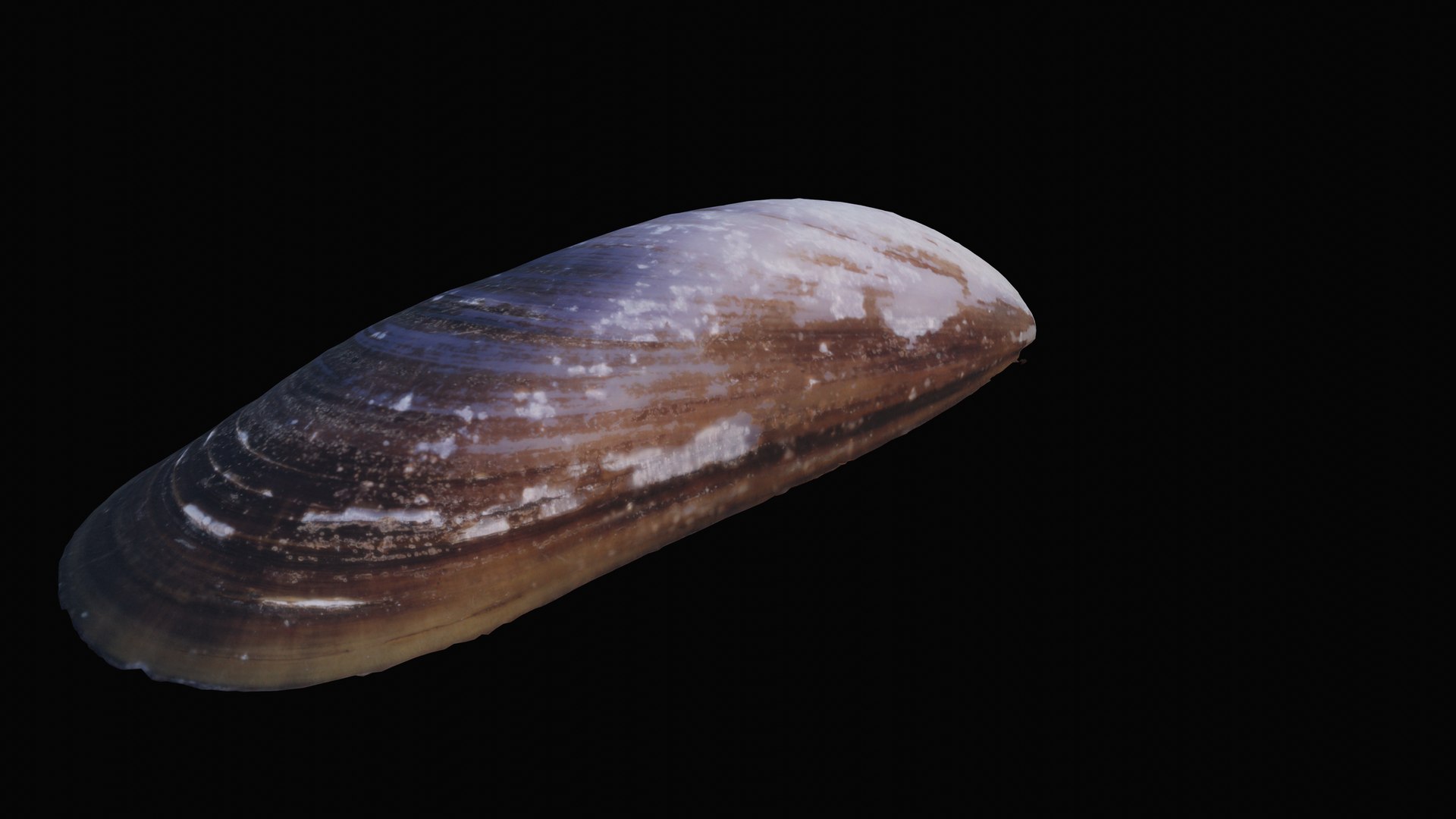 Shell dark tellin model - TurboSquid 1627548