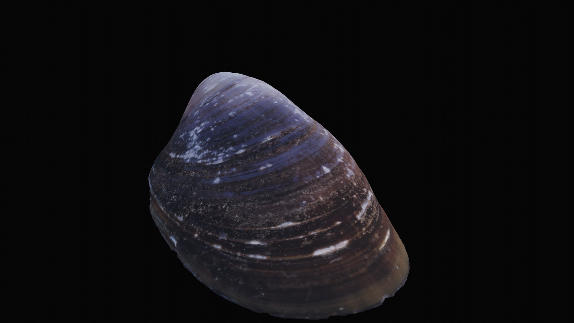 Shell dark tellin model - TurboSquid 1627548