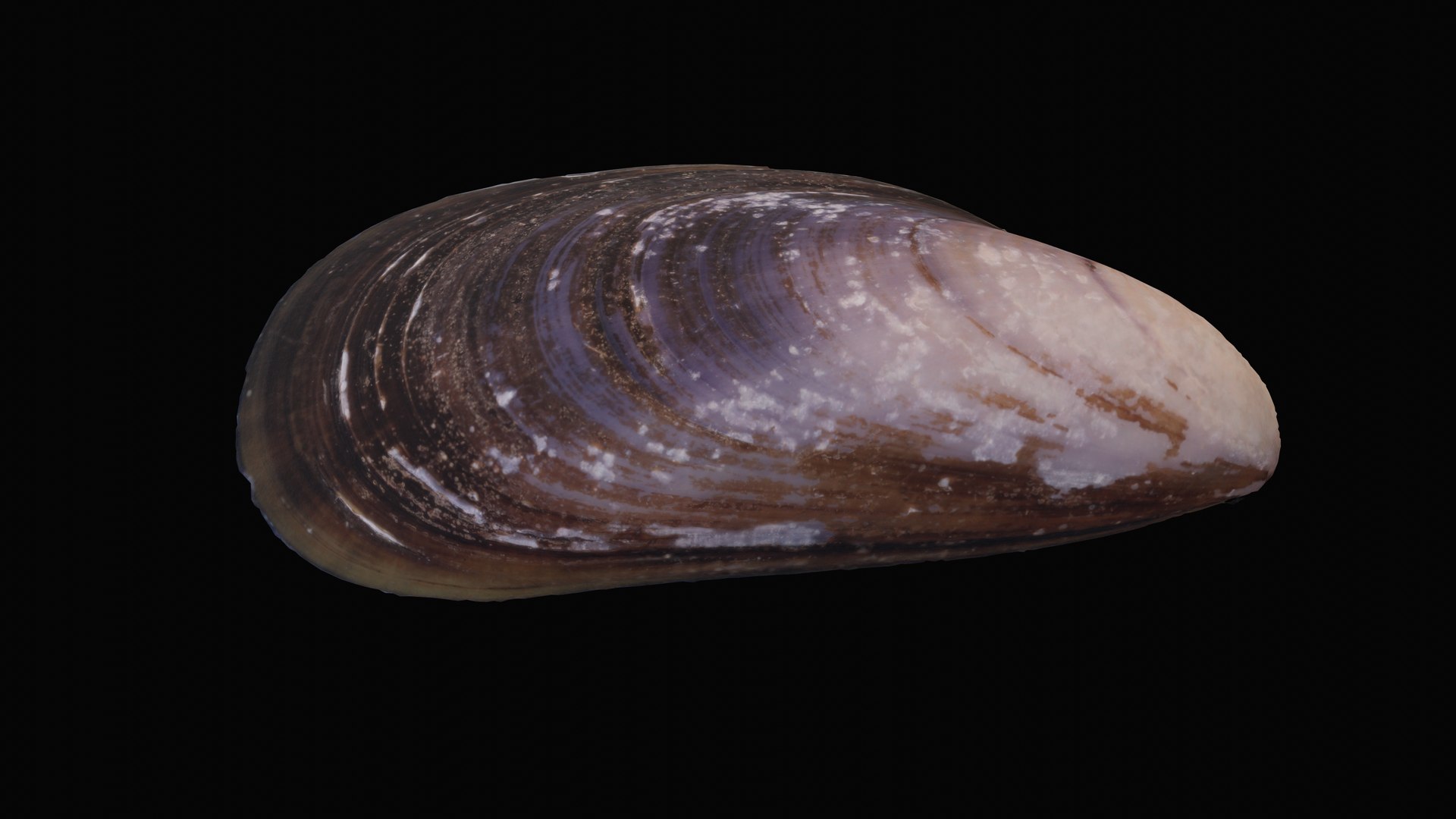 Shell dark tellin model - TurboSquid 1627548