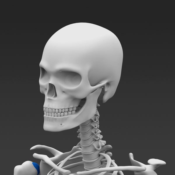 3d model poseable human skeleton cad