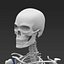 3d Model Poseable Human Skeleton Cad