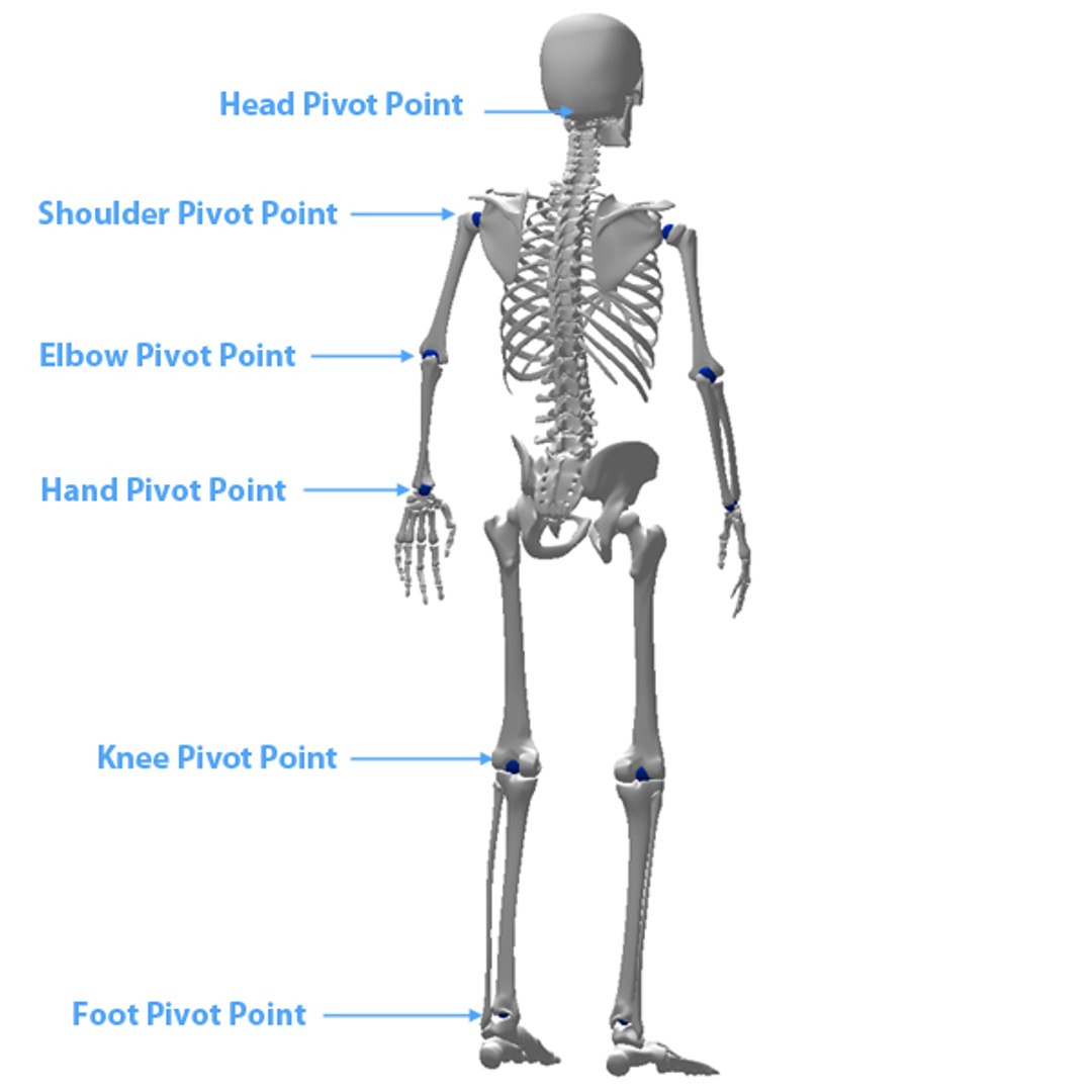 3d Model Poseable Human Skeleton Cad