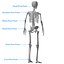 3d Model Poseable Human Skeleton Cad