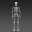 3d Model Poseable Human Skeleton Cad