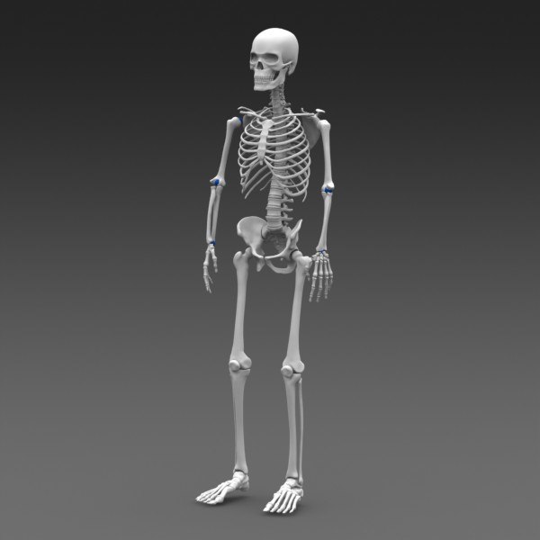 modelo 3d Solidworks CAD Esqueleto Poseable - TurboSquid 561860