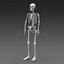 3d Model Poseable Human Skeleton Cad